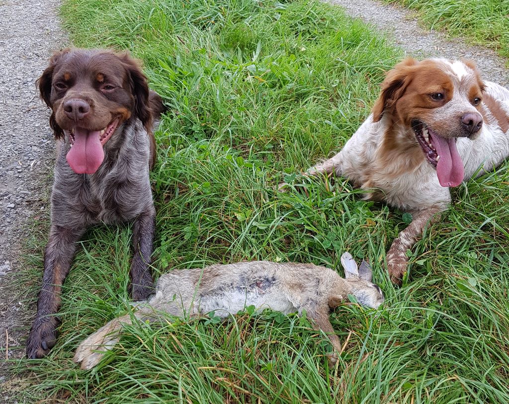 Accueil - Elevage Du Royaume De Ethan - eleveur de chiens Epagneul Breton